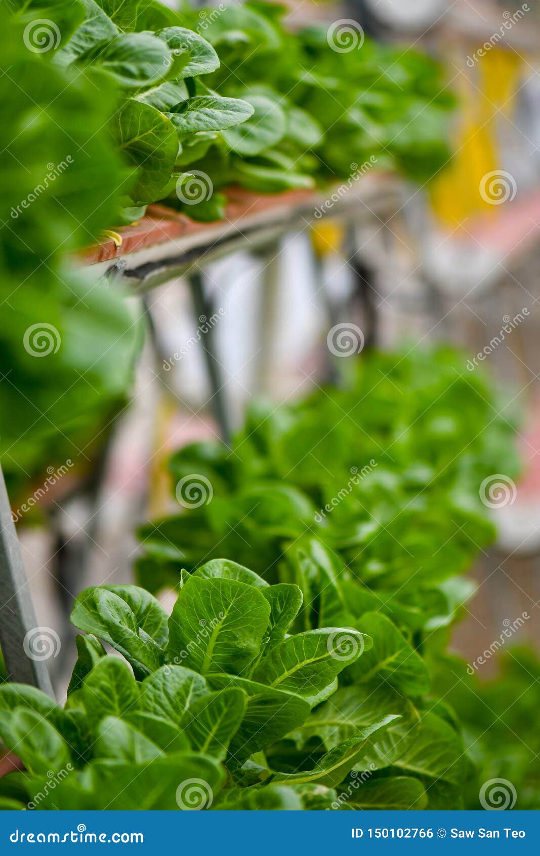 Hydroponic Vertical Farming Systems Stock Photo - Image of farming ...