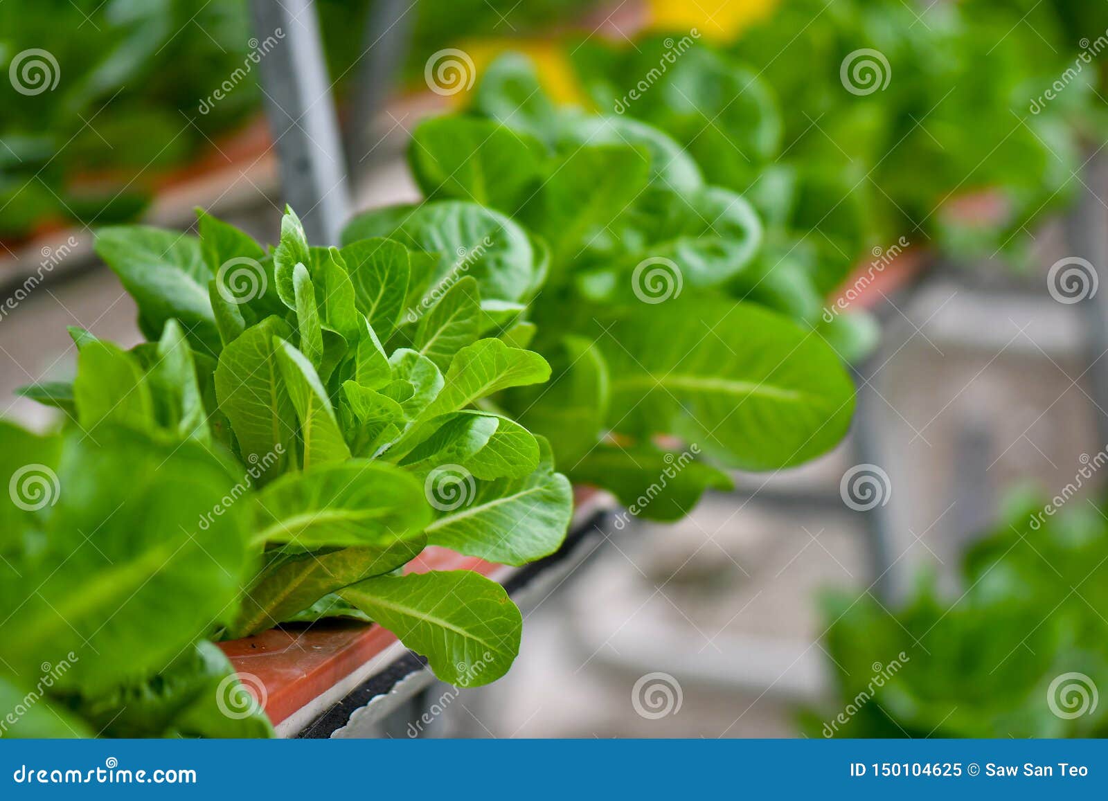 Hydroponic Vertical Farming Systems Stock Image - Image of greenhouse ...