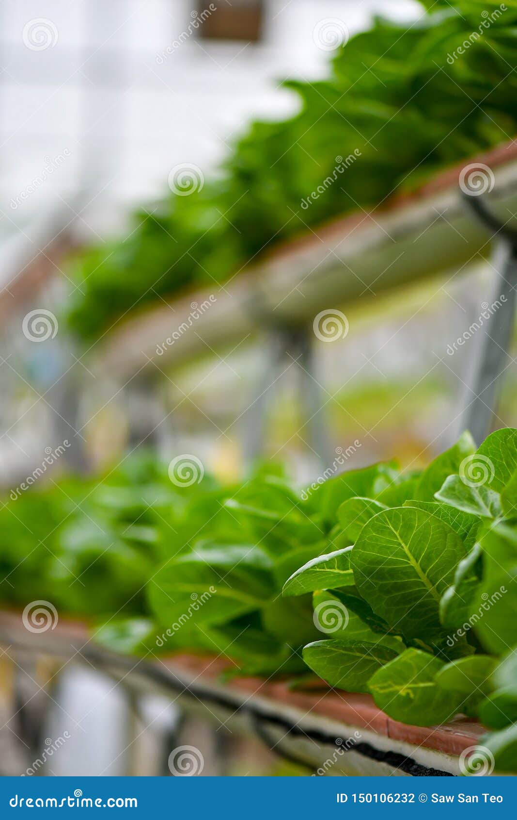 Hydroponic Vertical Farming Systems Stock Photo - Image of harvest ...