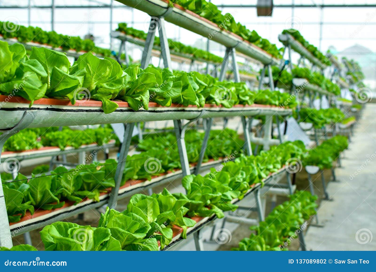 Hydroponic Vertical Farming Systems Stock Photo - Image of greenhouse ...