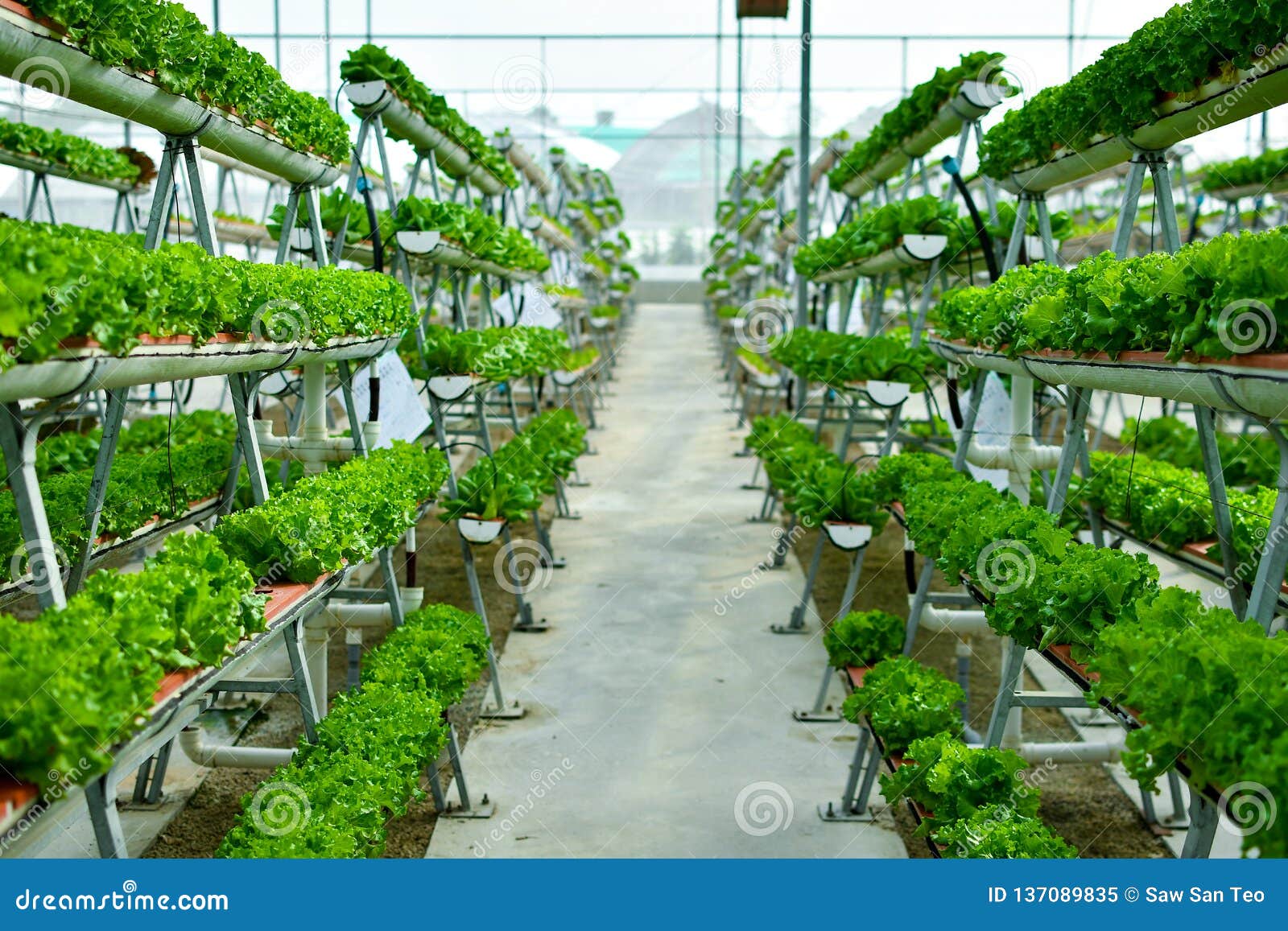 Hydroponic Vertical Farming Systems Stock Image - Image of agriculture ...