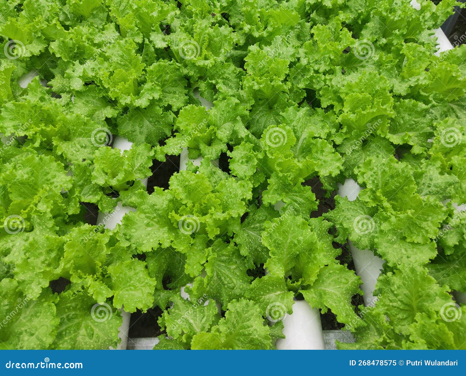 Hydroponic Watercress at Home Stock Image - Image of plant, dish: 268478575