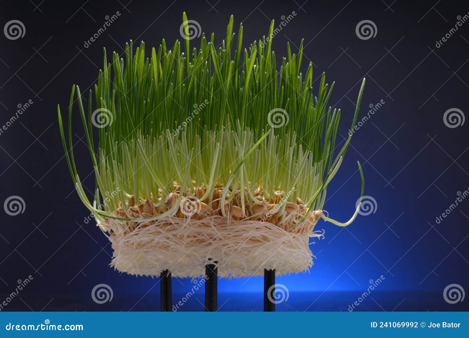 Hydroponic Wheatgrass Supported on a Pedestal Stock Photo - Image of ...