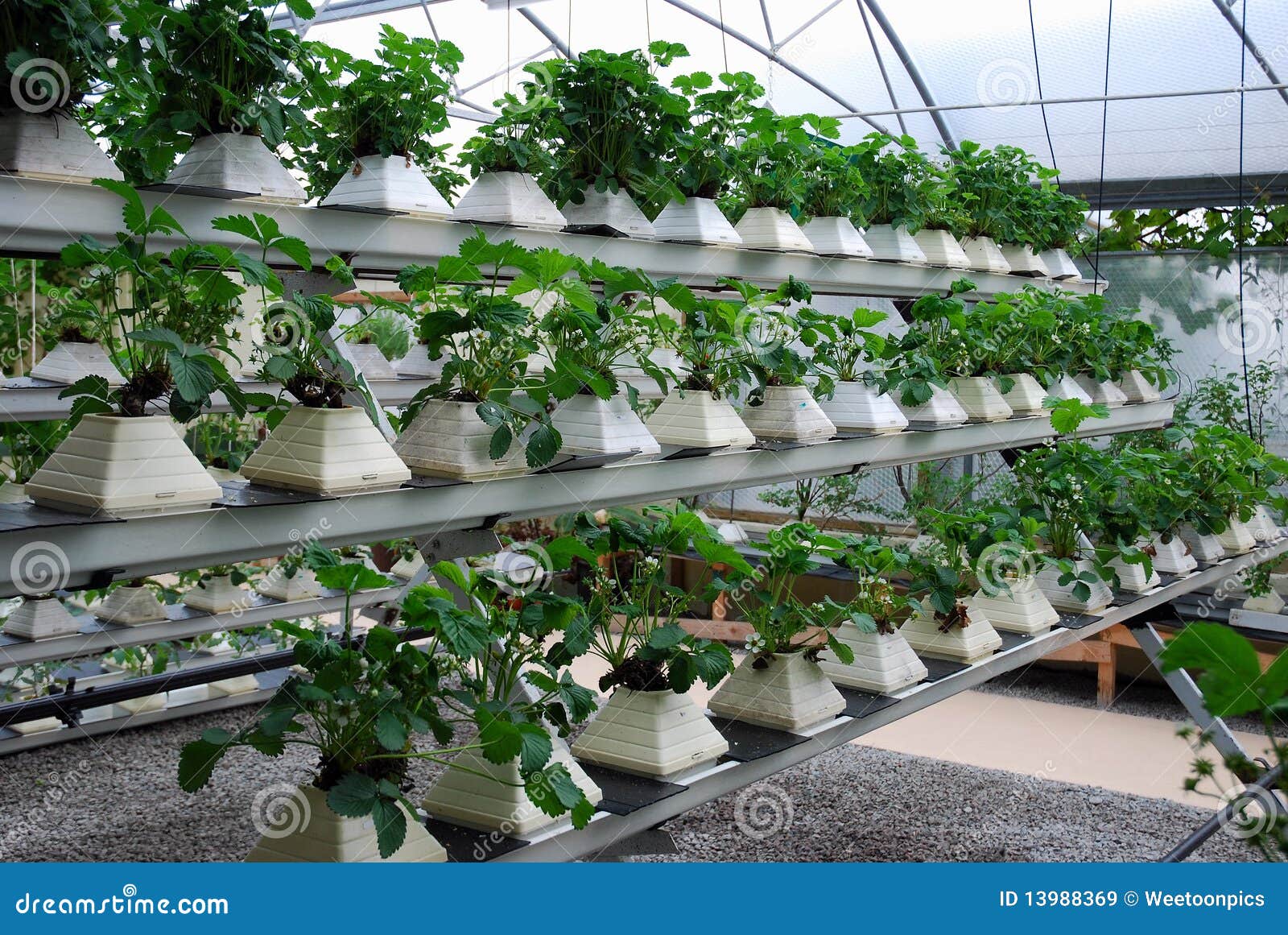 Hydroponics stock image. Image of plants, ancient, arable - 13988369