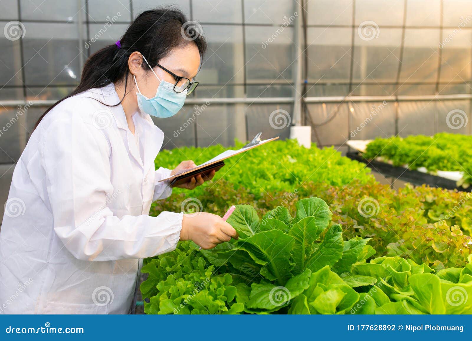 Hydroponics Farm, Scientist or Worker Testing and Collect Data from ...