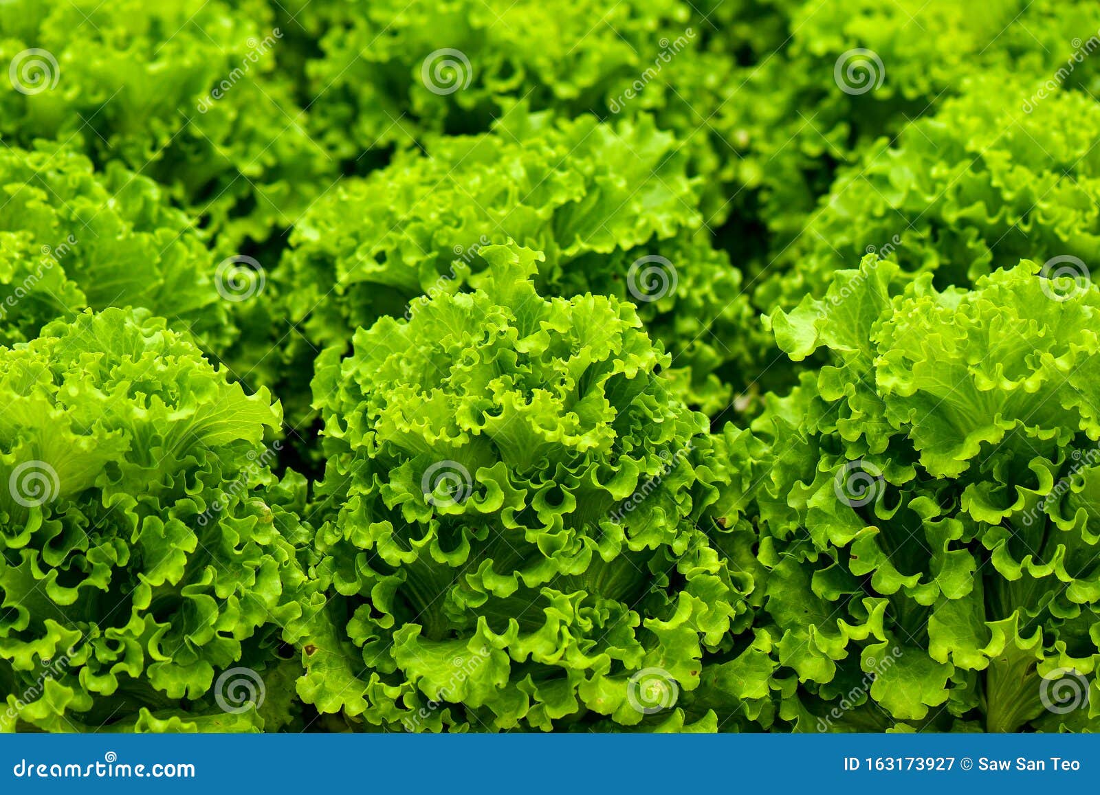 Hydroponics Floating System Farming Stock Image - Image of house, clean ...