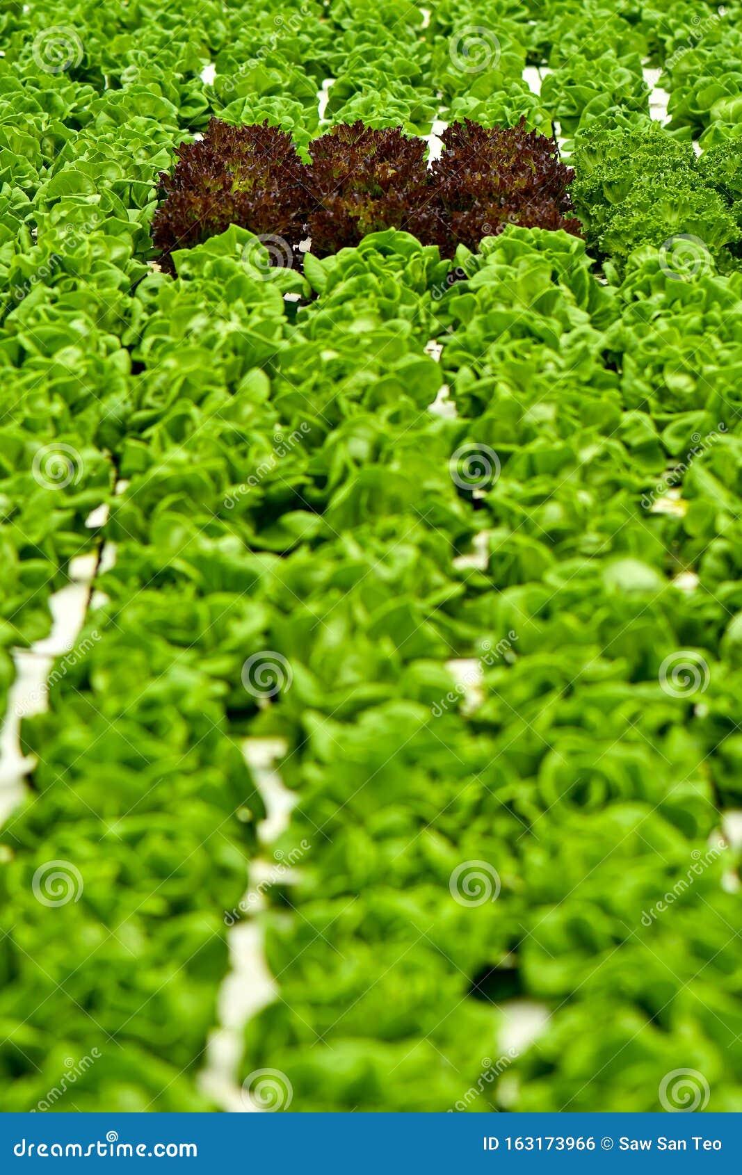 Hydroponics Floating System Farming Stock Photo - Image of hydroponics ...