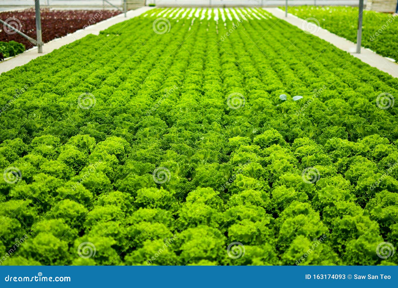 Hydroponics Floating System Farming Stock Image - Image of floating ...