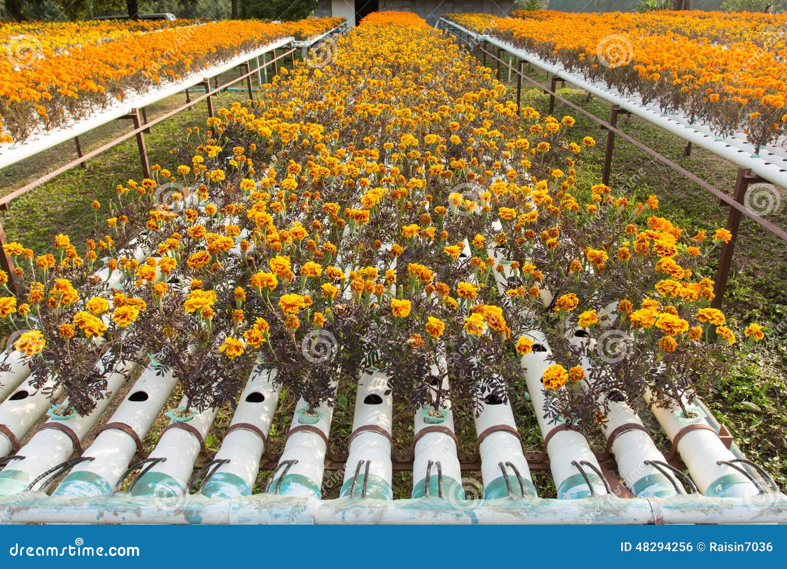 Hydroponics flower farm. stock photo. Image of growth - 48294256