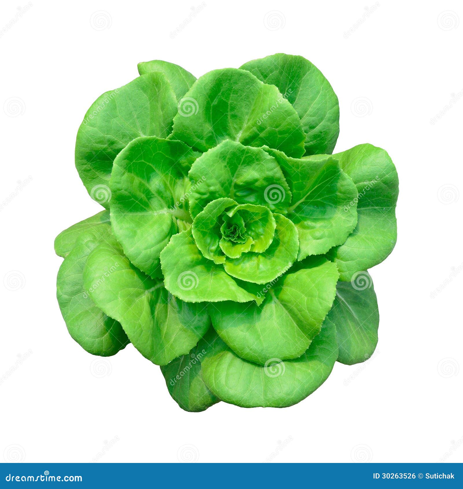 279 Cos Tree Stock Photos - Free & Royalty-Free Stock Photos from ...