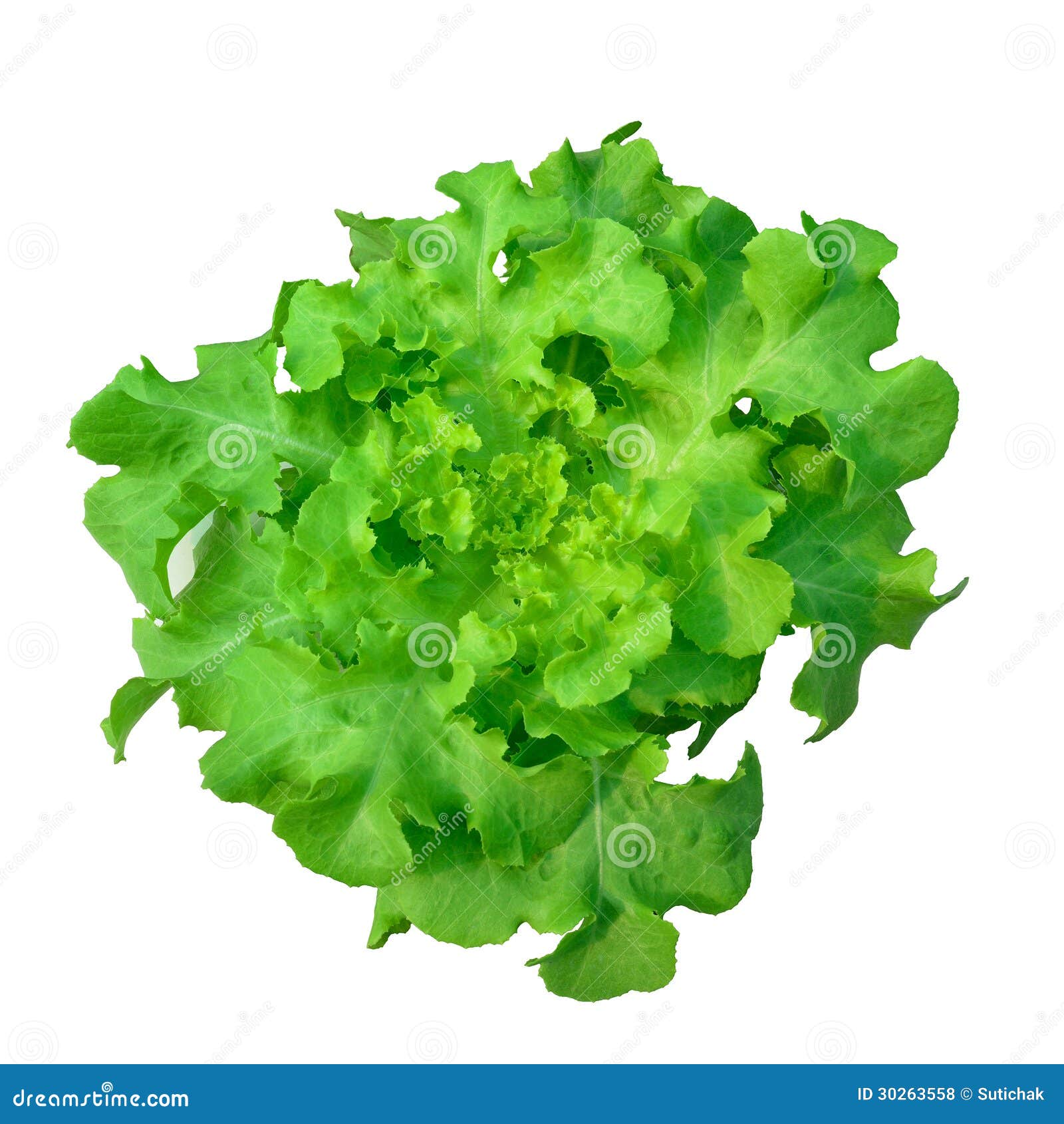 Hydroponics Green Vegetable Isolate Stock Photo - Image of healthy ...