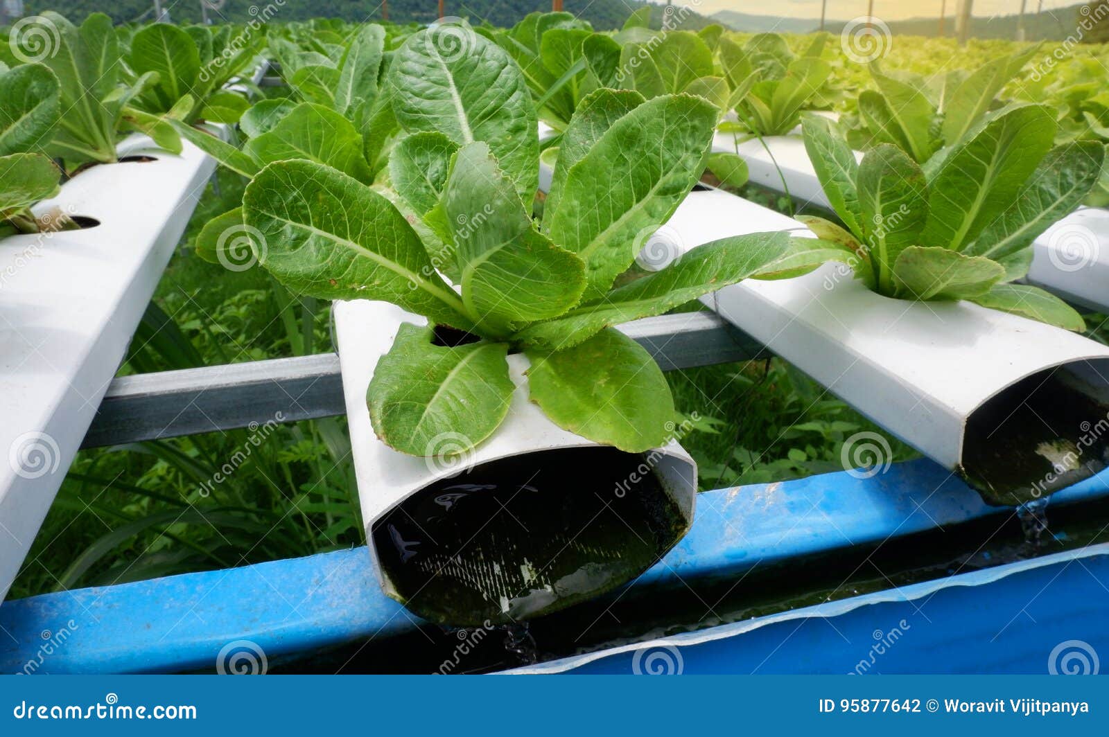 Hydroponics lettuce Farm stock photo. Image of green - 95877642