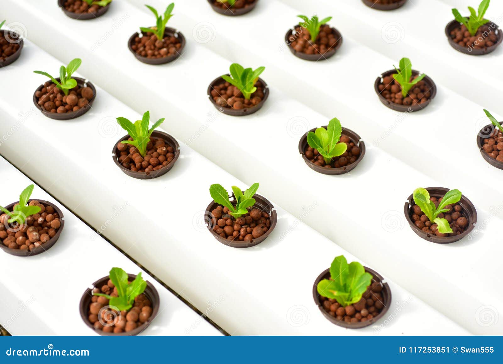 Hydroponics Method of Growing Plants Stock Image - Image of nature ...