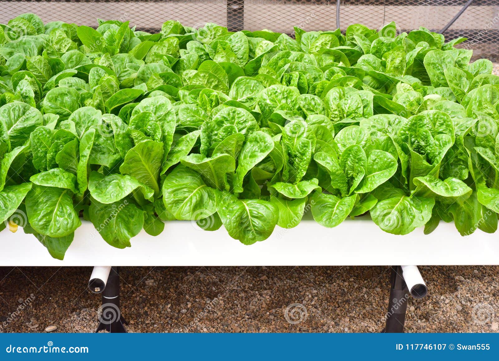Hydroponics Method of Growing Plants Stock Image - Image of soil, food ...