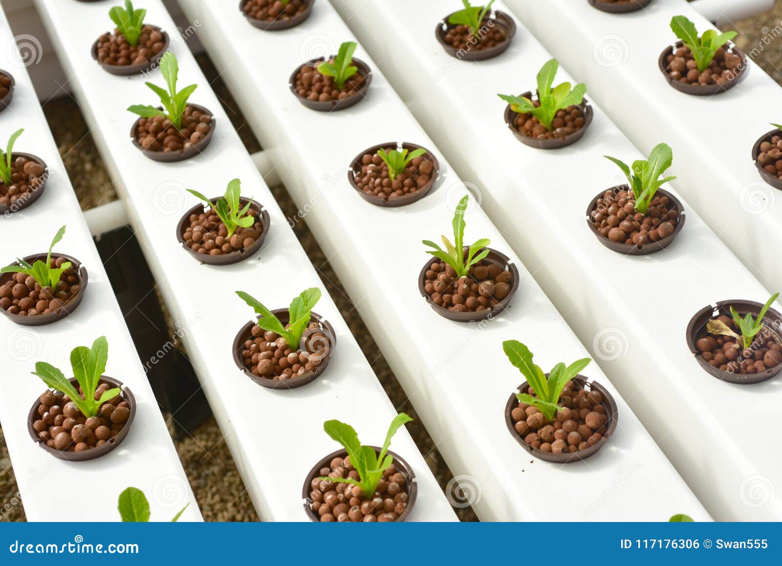 Hydroponics Method of Growing Plants Stock Photo - Image of water ...