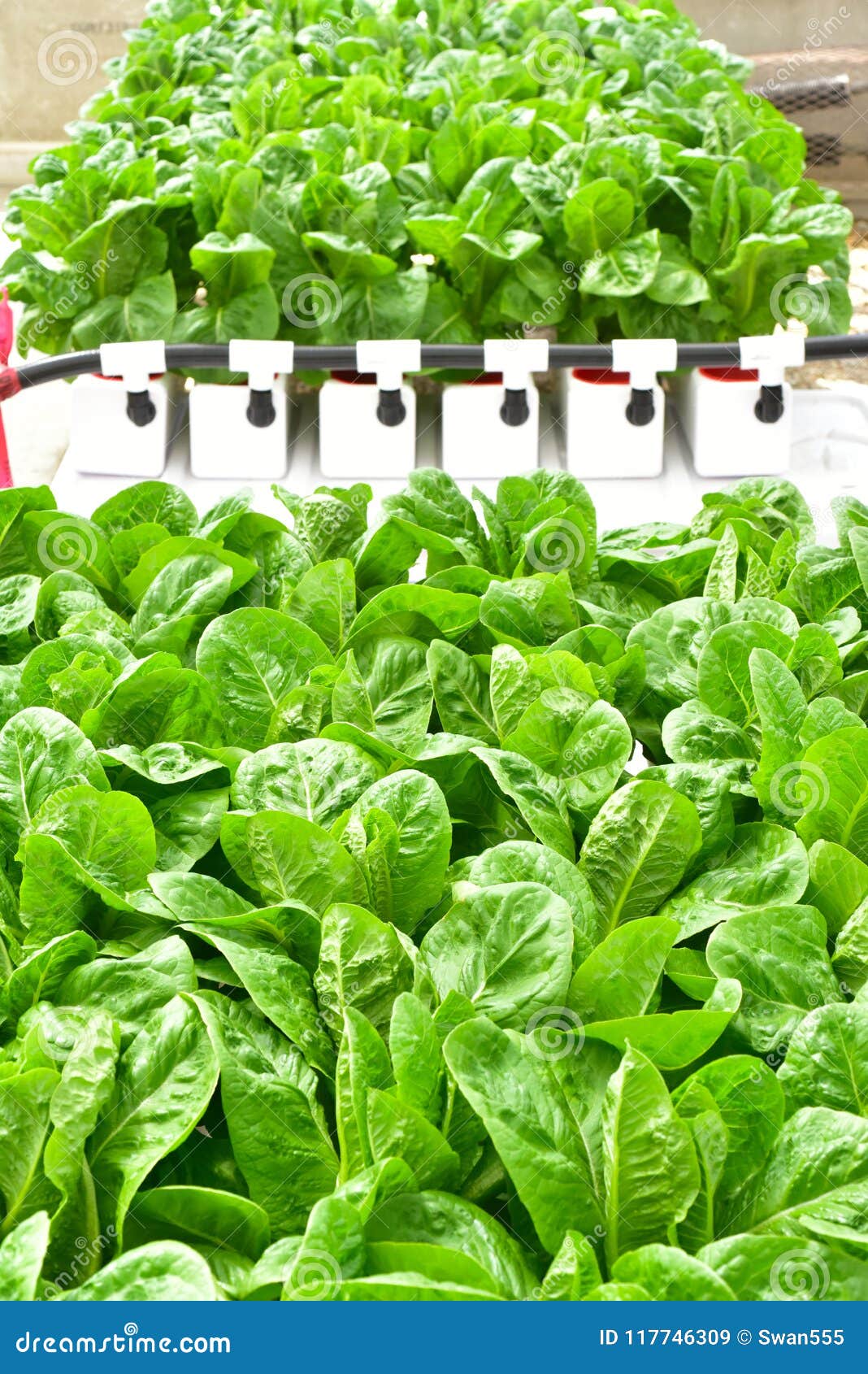 Hydroponics Method of Growing Plants Stock Image - Image of agriculture ...