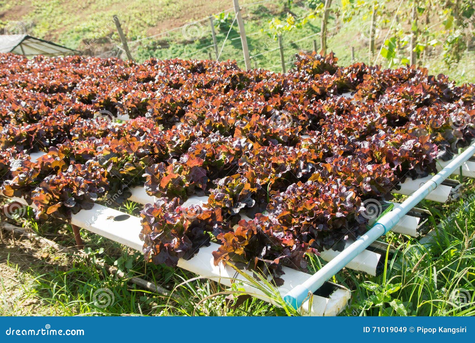 Hydroponics Method of Growing Plants Stock Image - Image of industrial ...