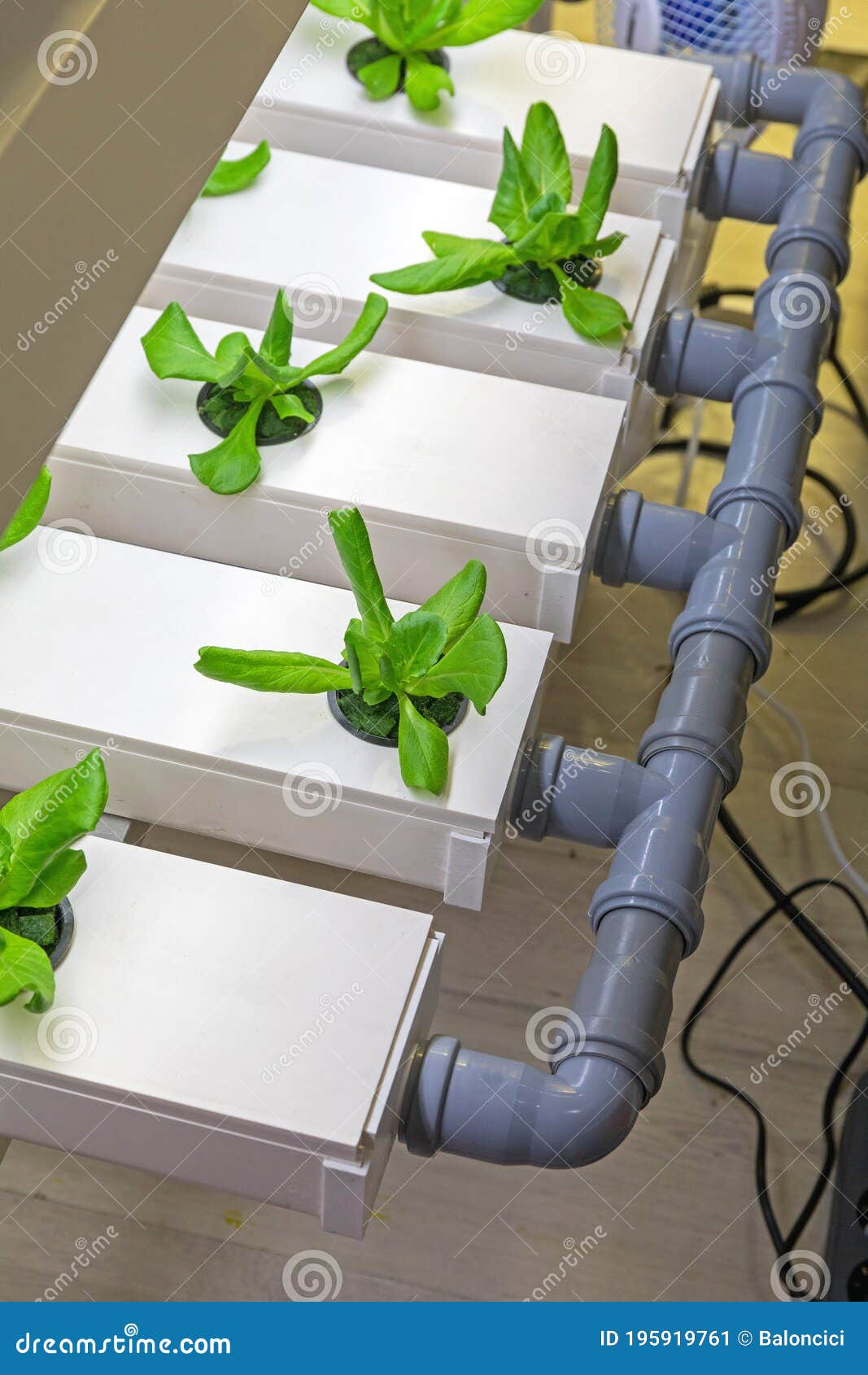 Hydroponics Water Pipe stock image. Image of hydro, hydroponic - 195919761