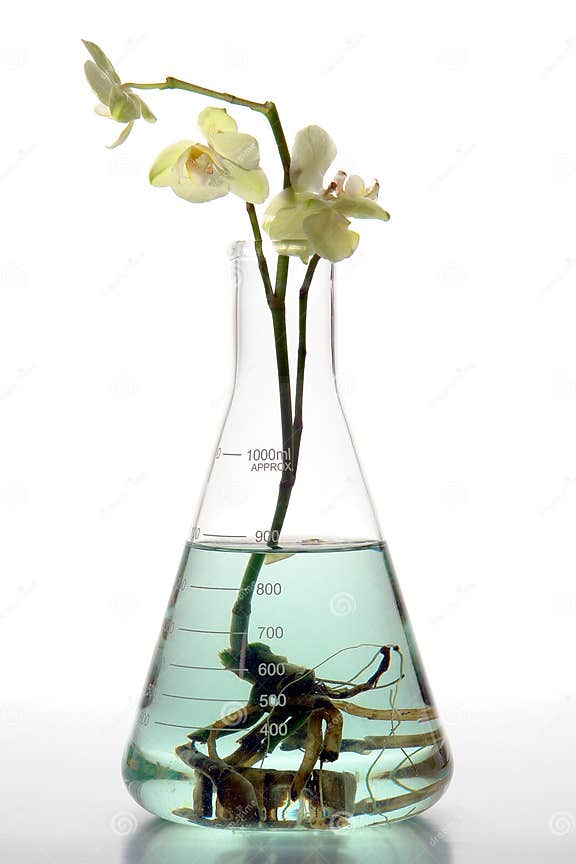 Hydroponics Orchid Flower in Laboratory Flask Stock Image - Image of ...