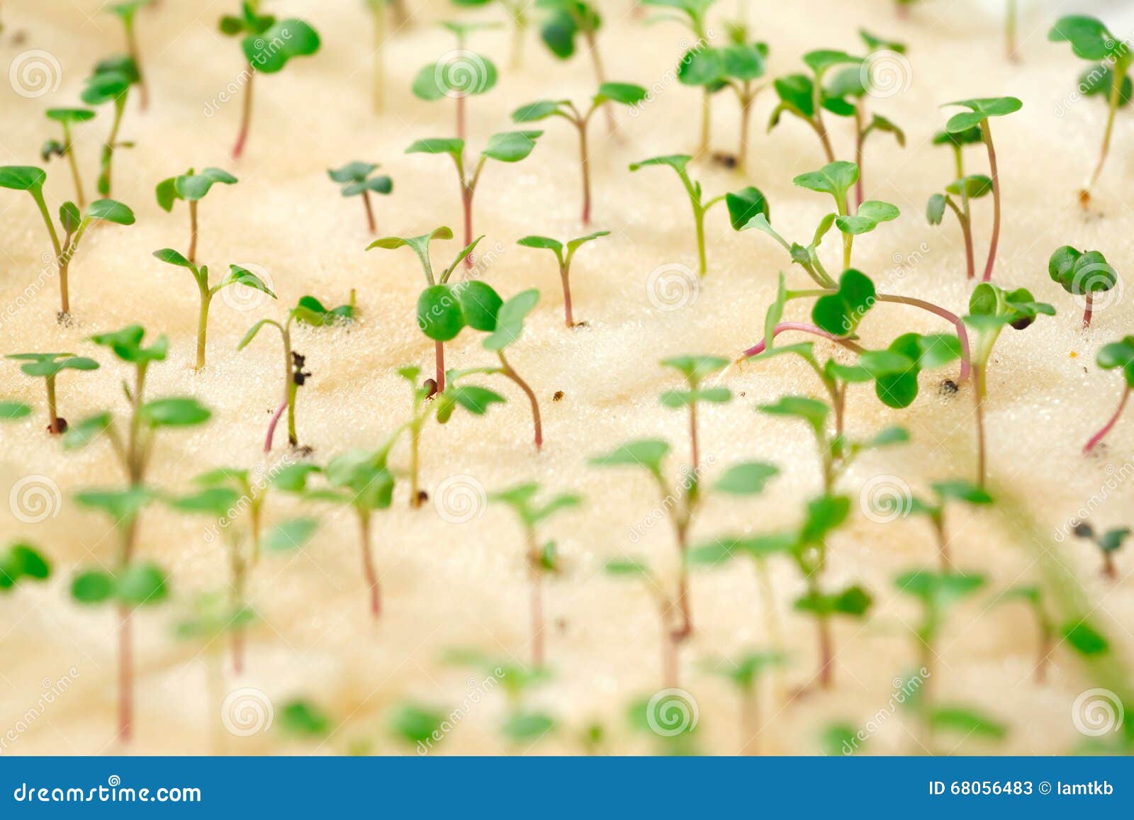 Hydroponics sprouting stock image. Image of plant, seeding - 68056483