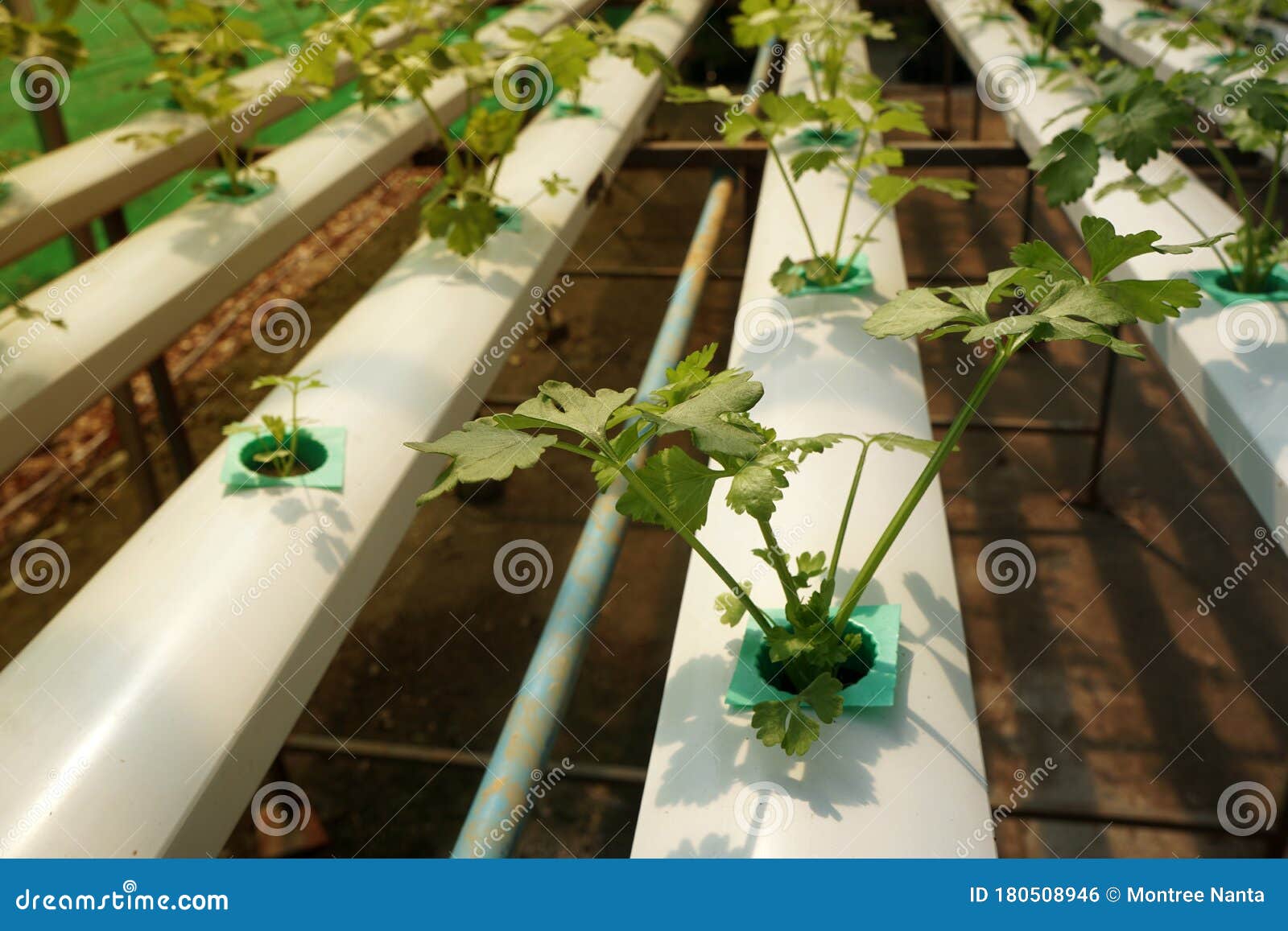 Hydroponic of Celery Farm Growing in Greenhouse. Interior of the Farm ...