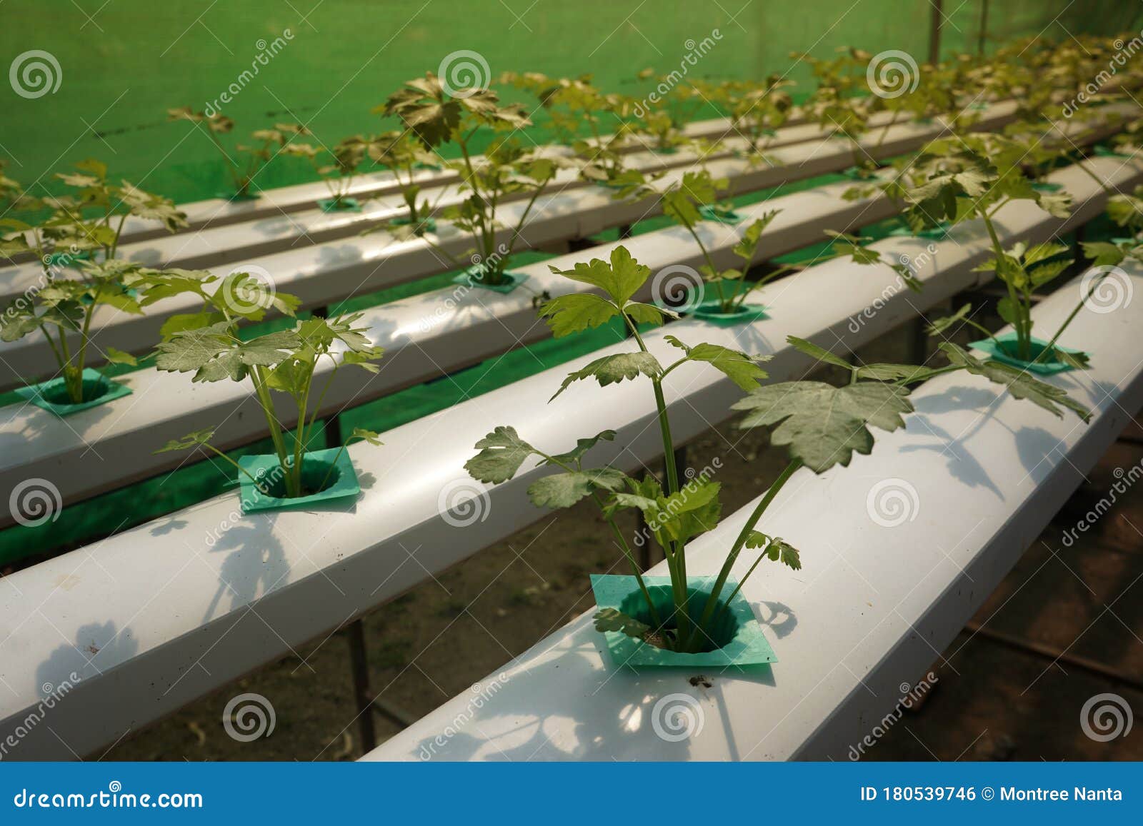 Hydroponic of Celery Farm Growing in Greenhouse. Interior of the Farm ...