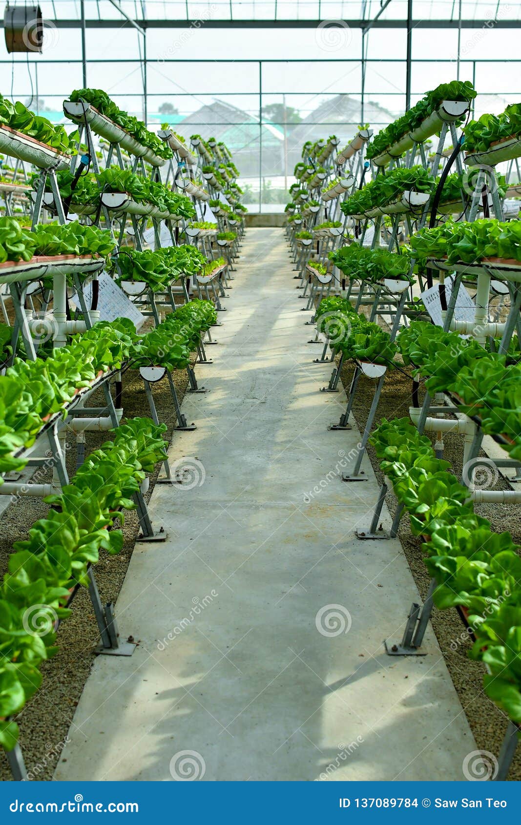 Hydroponic Vertical Farming Systems Stock Photo - Image of house ...