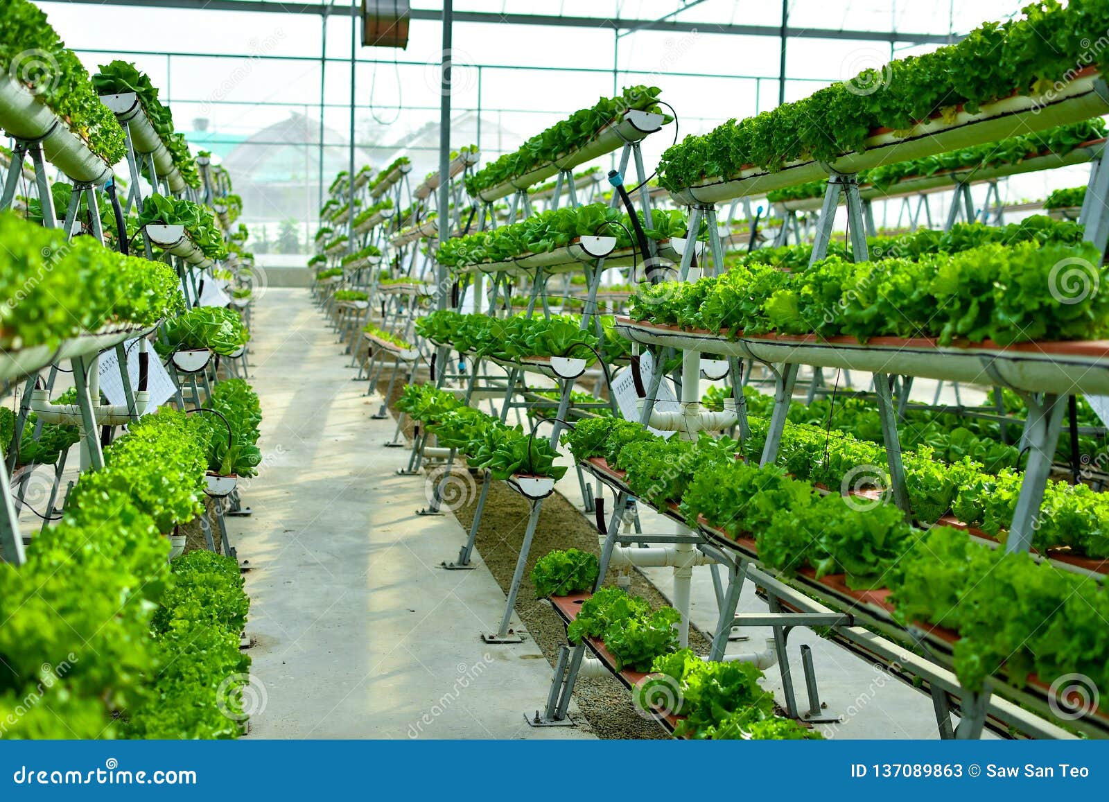 Hydroponic Vertical Farming Systems Stock Image - Image of cultivate ...