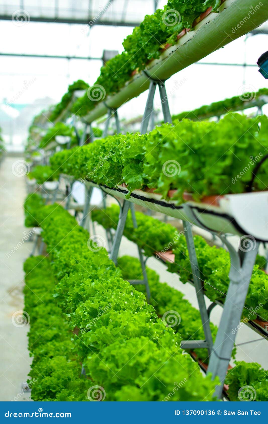 Hydroponic Vertical Farming Systems Stock Photo - Image of greenhouse ...