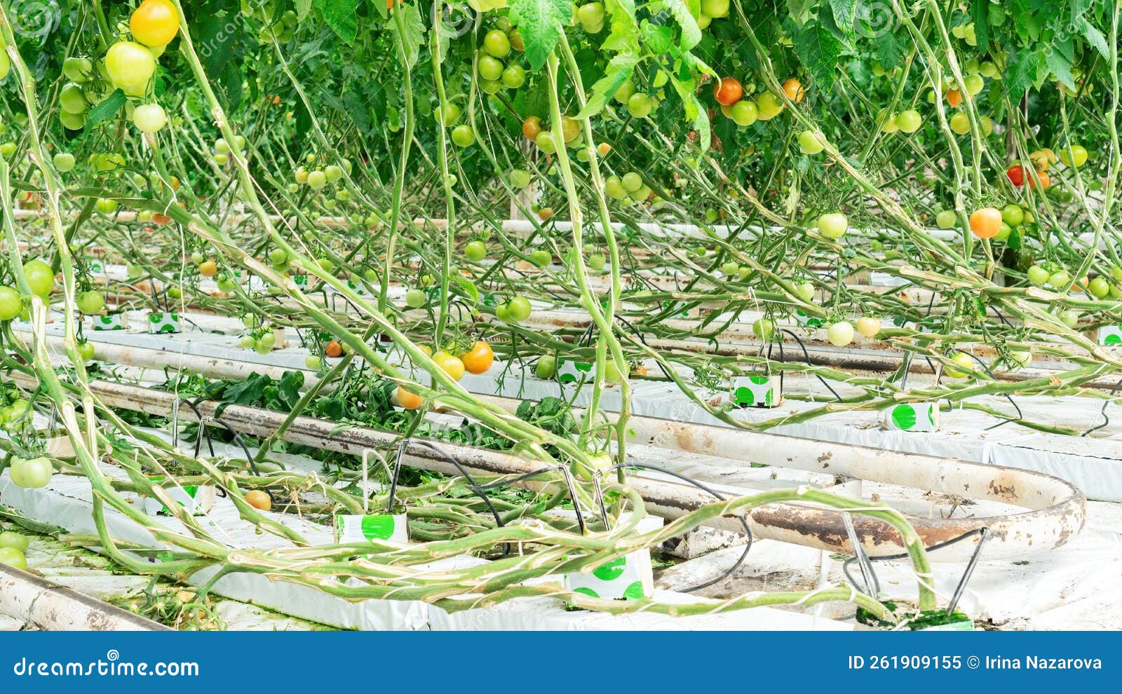 Hydroponics Technology for Year-round Growing Tomatoes in a Greenhouse ...