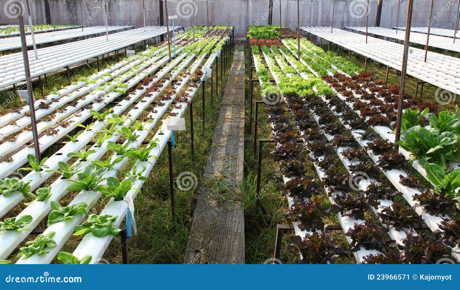 Hydroponics vegetable stock image. Image of vegetable - 23966571