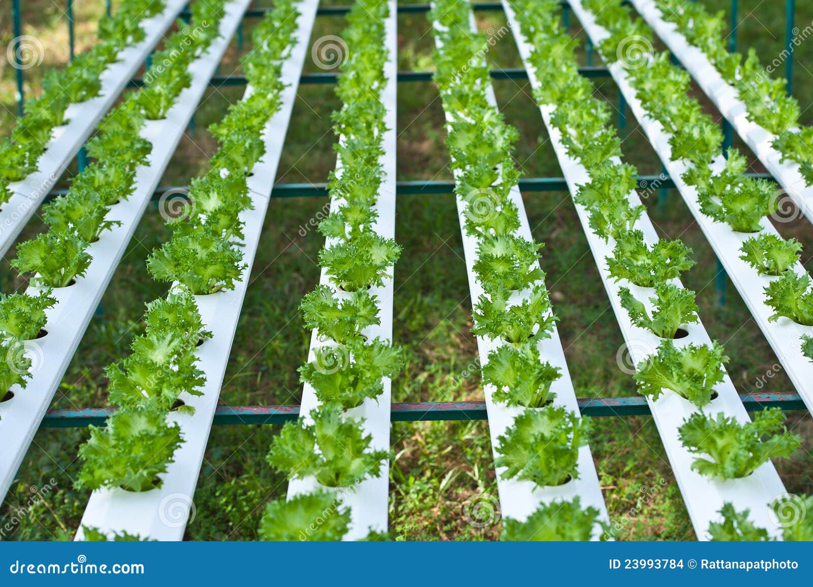 Hydroponics vegetable stock photo. Image of culture, good - 23993784