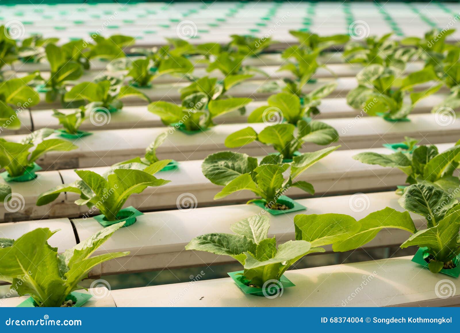 Hydroponics Vegetable in Farm Stock Photo - Image of garden, farmland ...