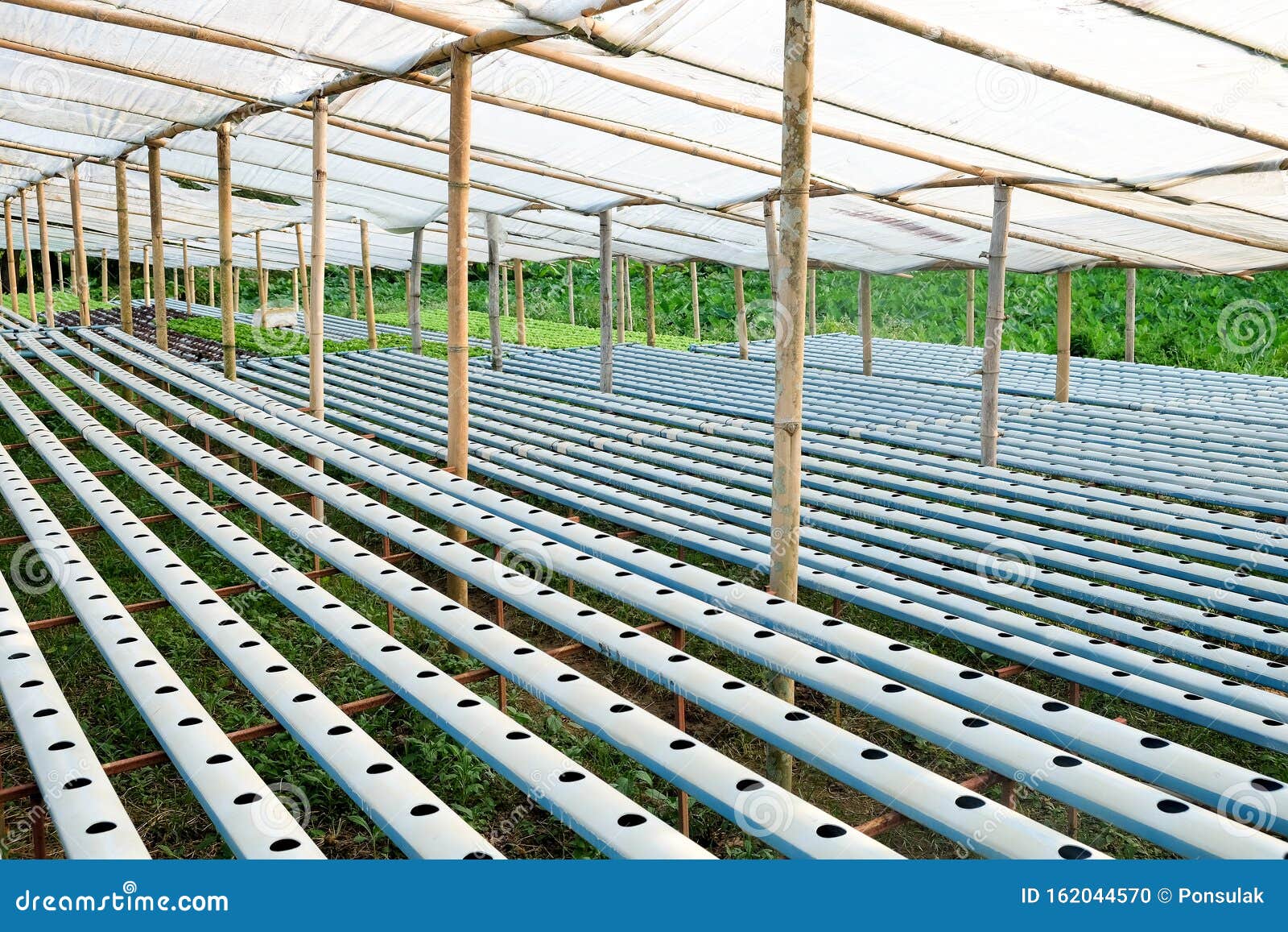 Hydroponics vegetable farm stock photo. Image of healthy - 162044570