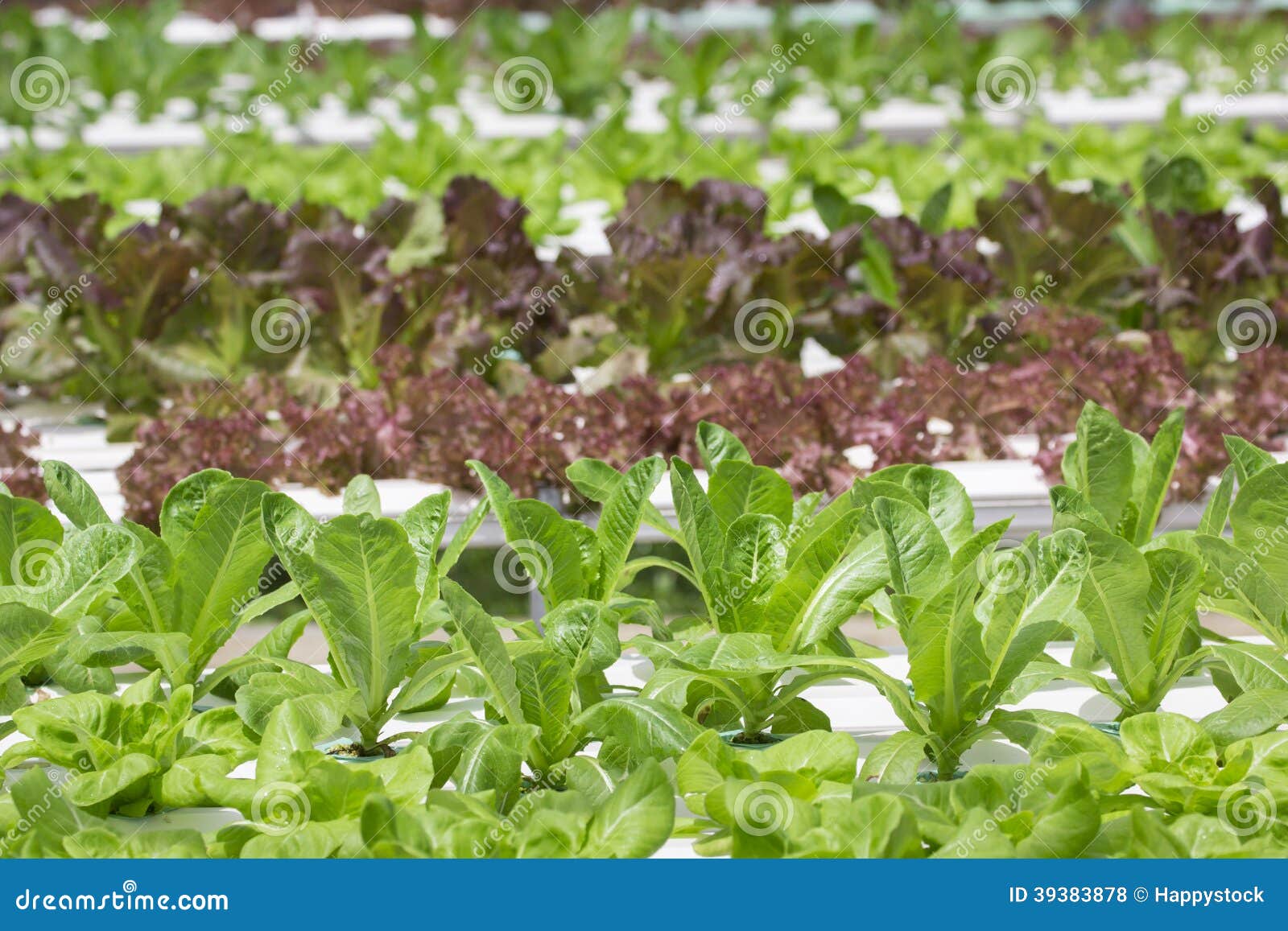 Hydroponics vegetable farm stock photo. Image of outdoors - 39383878