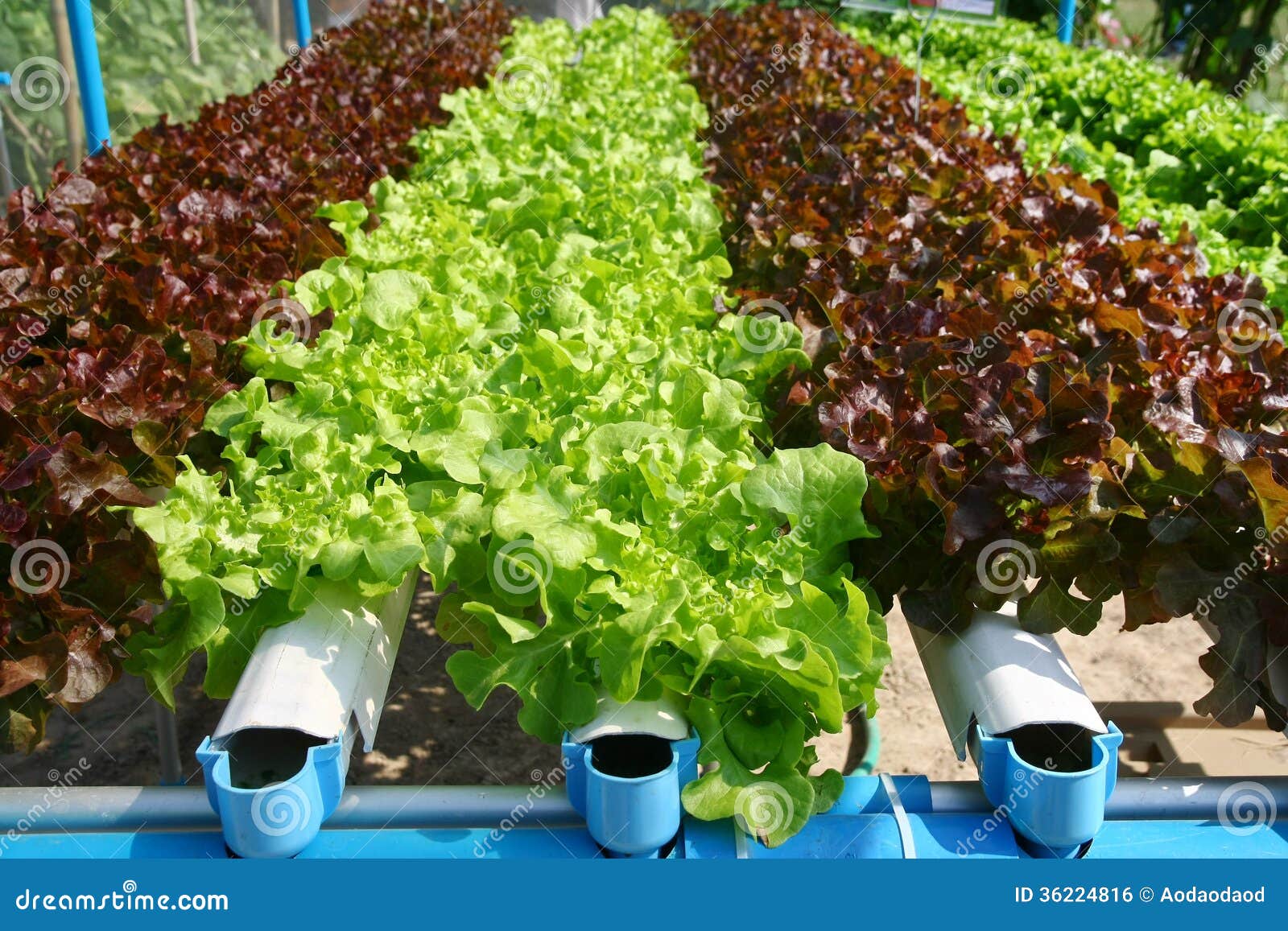 Vegetable Farming Near Ooty,Tamil Nadu,India Stock Photography ...
