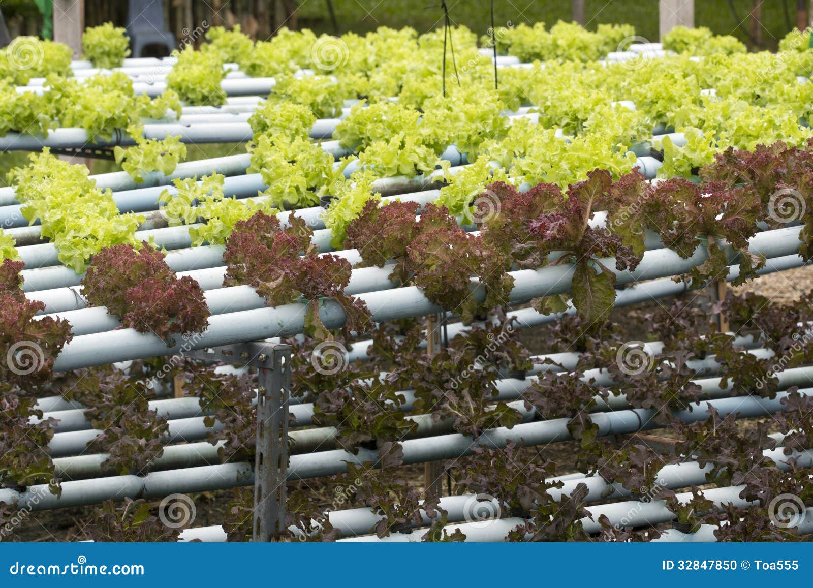 Hydroponics Vegetable Farming Stock Photo - Image of crop, backgrounds ...