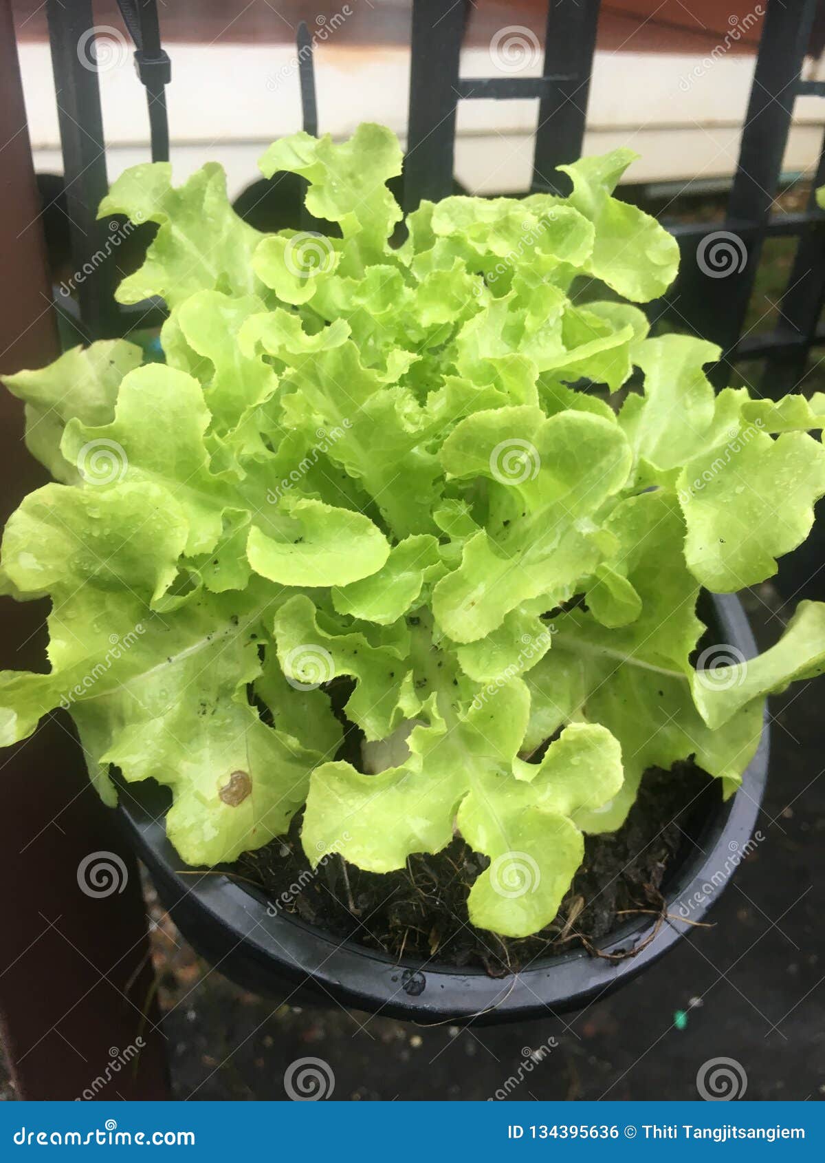 Hydroponics vegetable stock photo. Image of grow, vegetable - 134395636