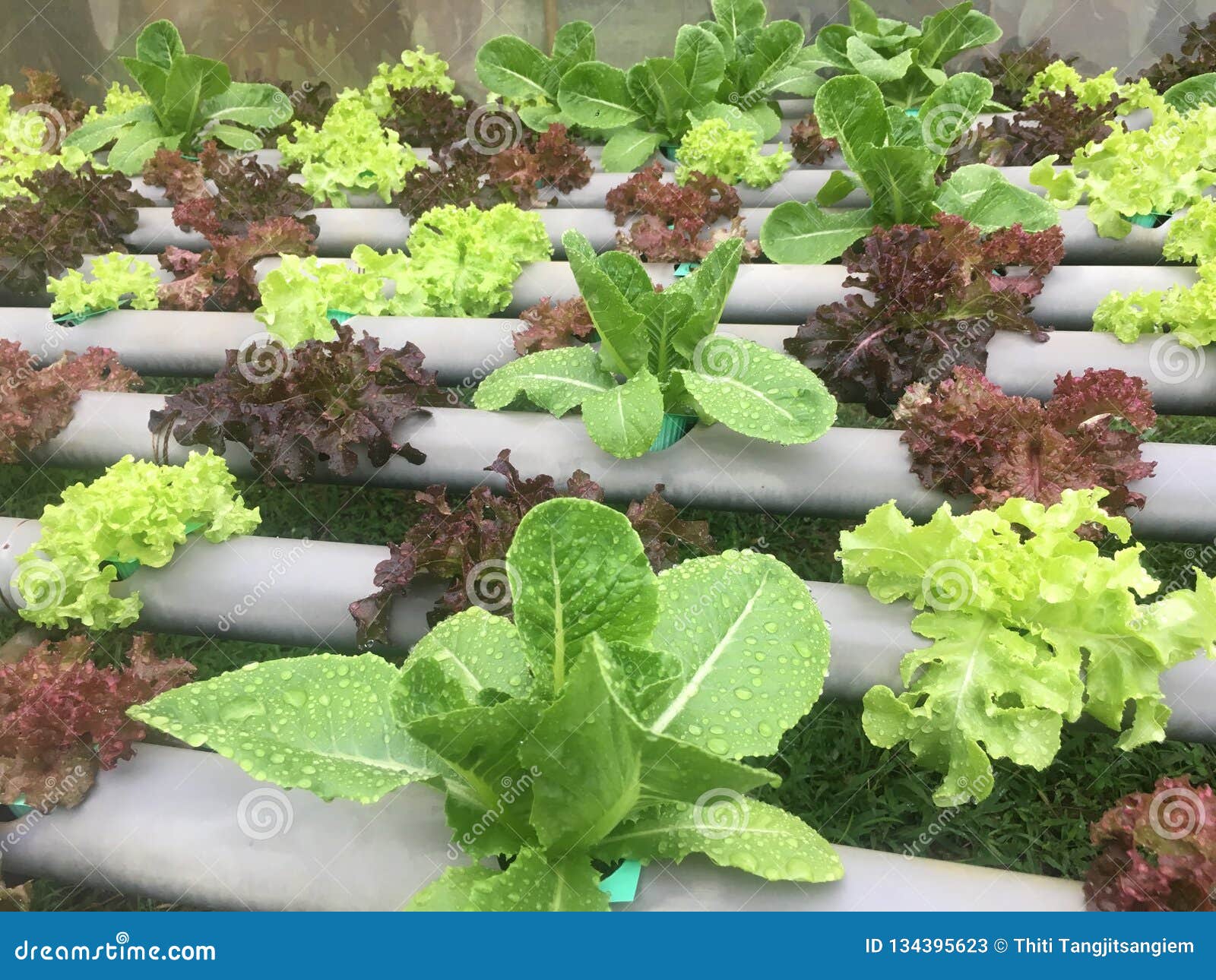 Hydroponics vegetable stock image. Image of grow, systemw - 134395623