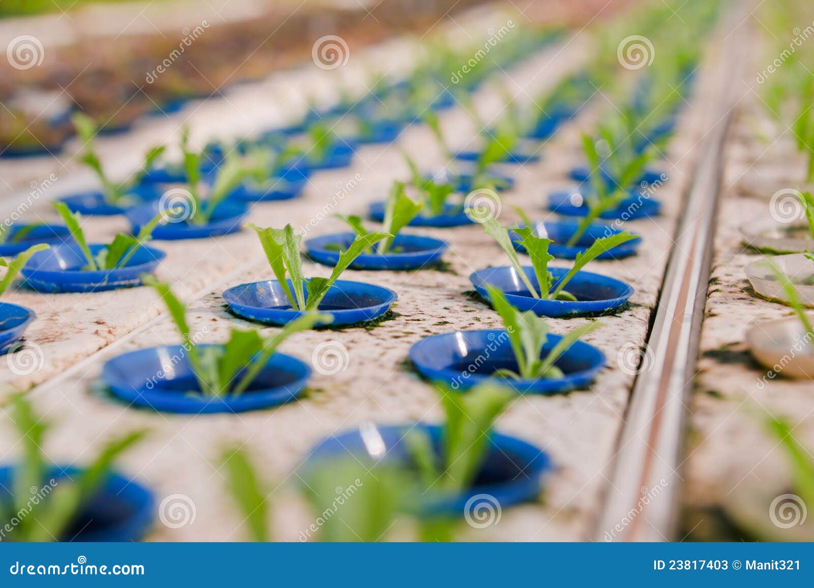 Hydroponics Vegetable in Small Plastic Cups Stock Image - Image of farm ...