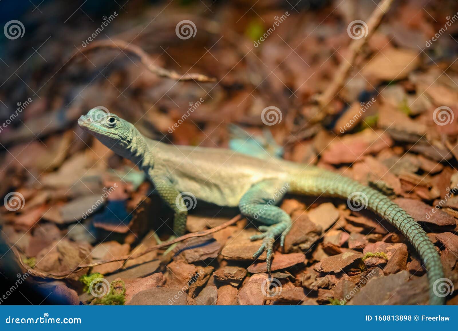 Hydrosaurus Amboinensis, Indonesian Sailfin Lizard Royalty-Free Stock ...
