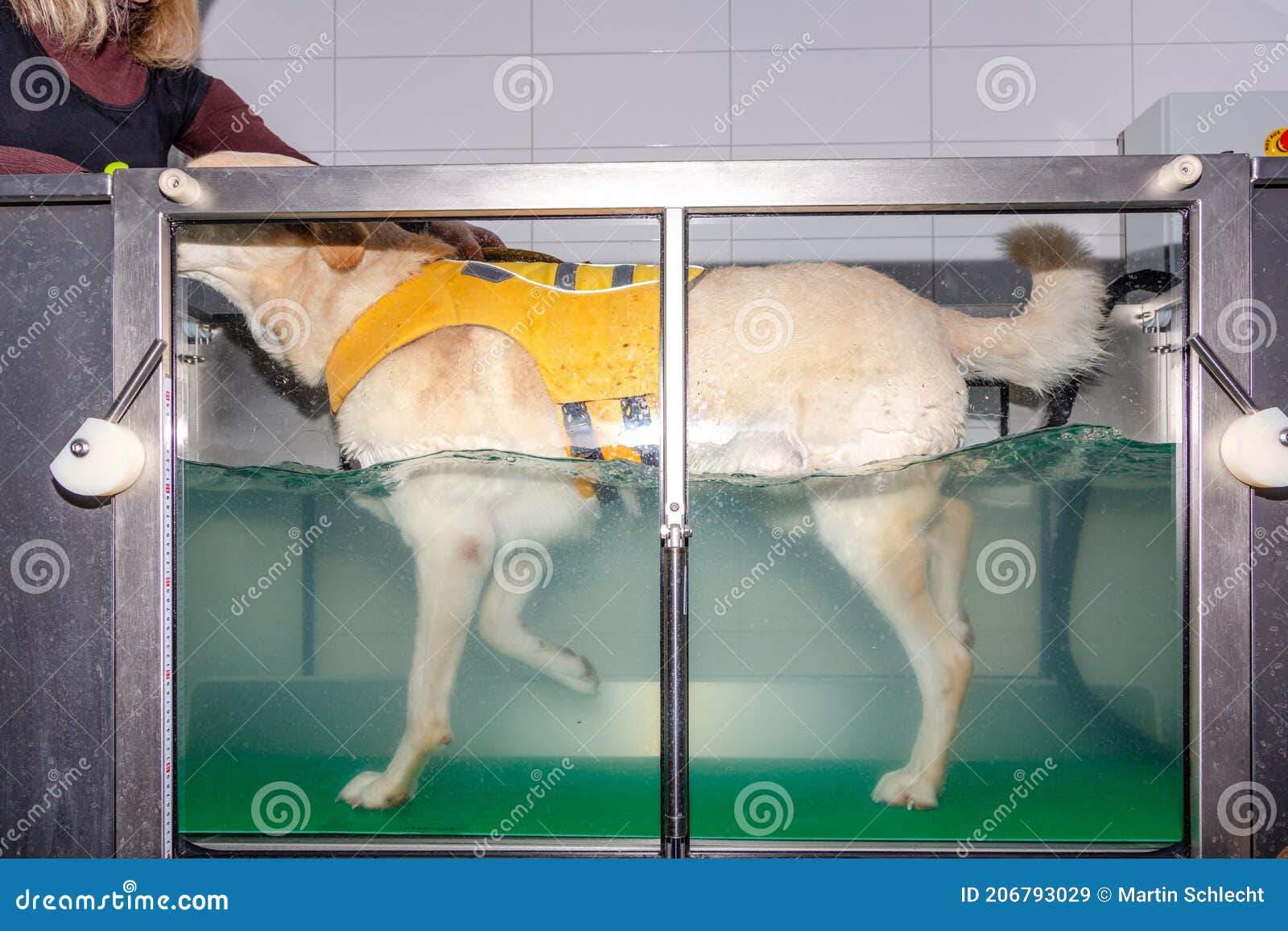 Hydrotherapy Fo a Tall White Dog in Treadmill Stock Image - Image of ...