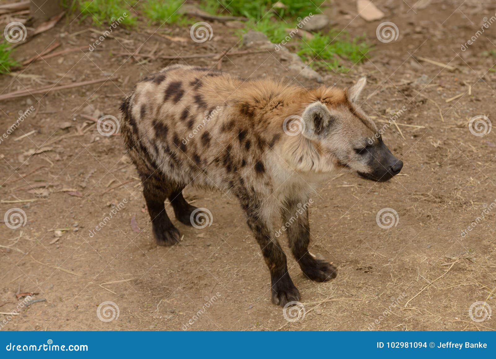 Hyena foto de stock. Imagem de tesoura, cara, vista - 102981094