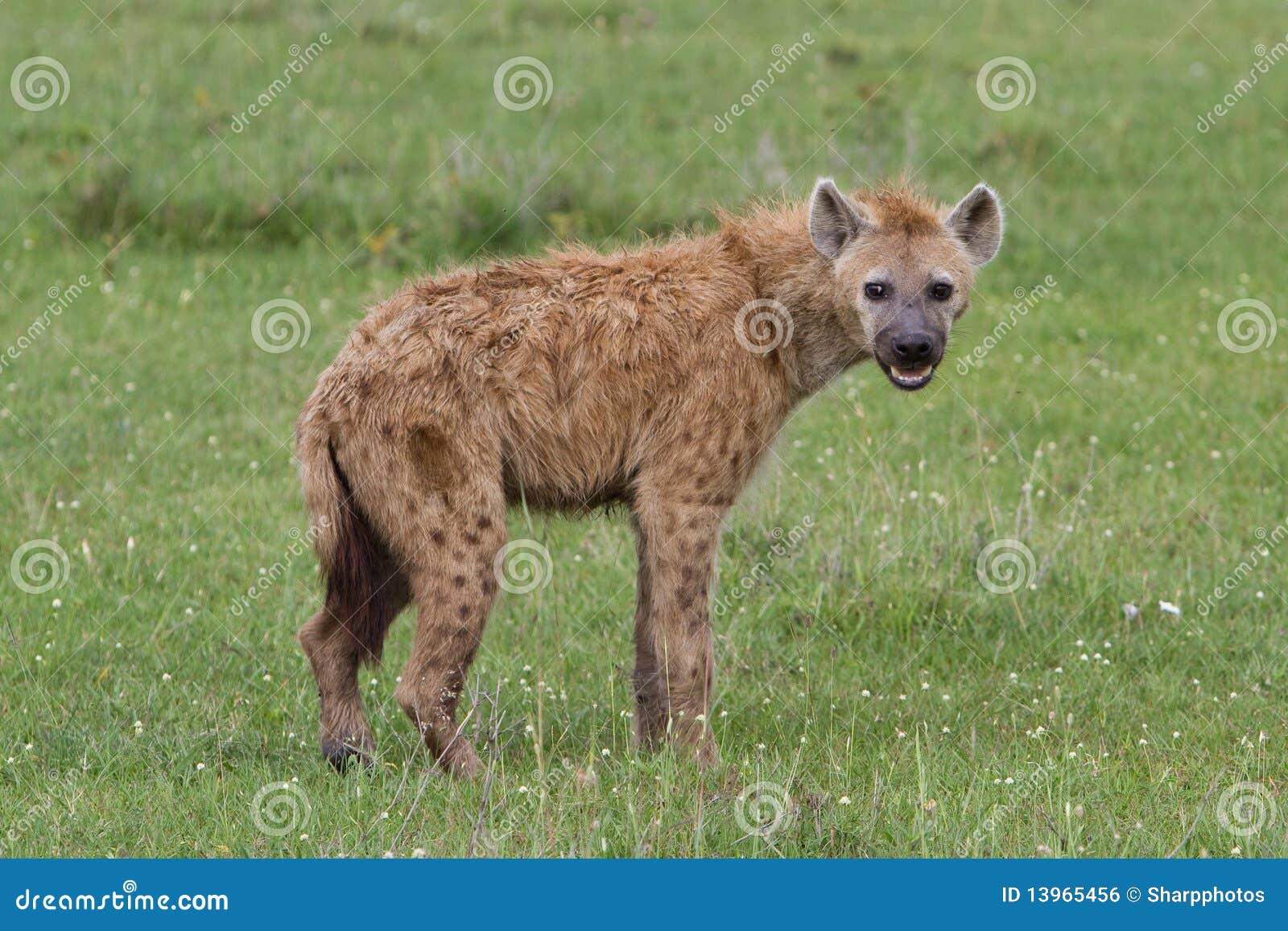 Hyena stock photo. Image of kenya, mammal, hyena, desert - 13965456