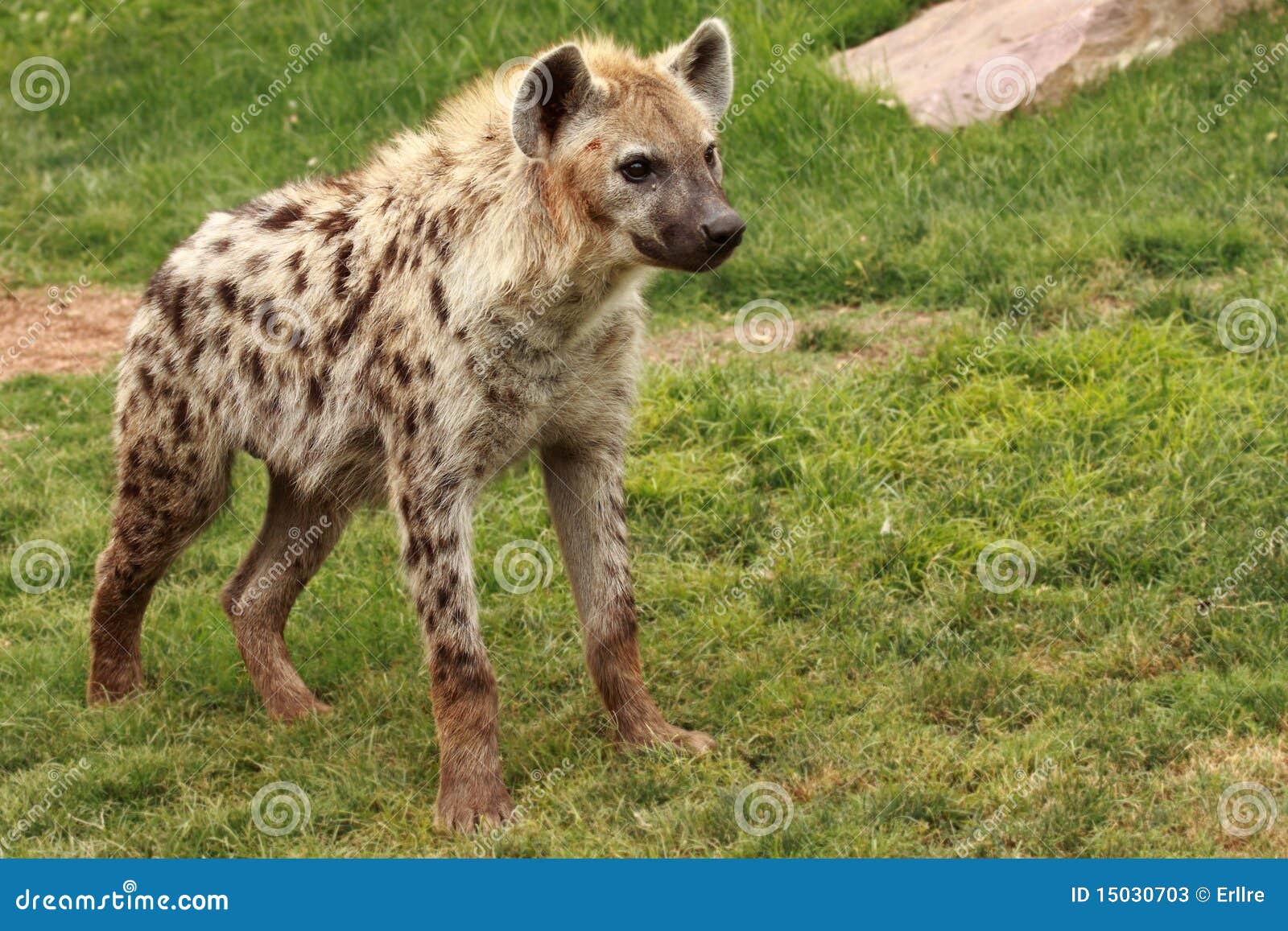 African Hyena Pet