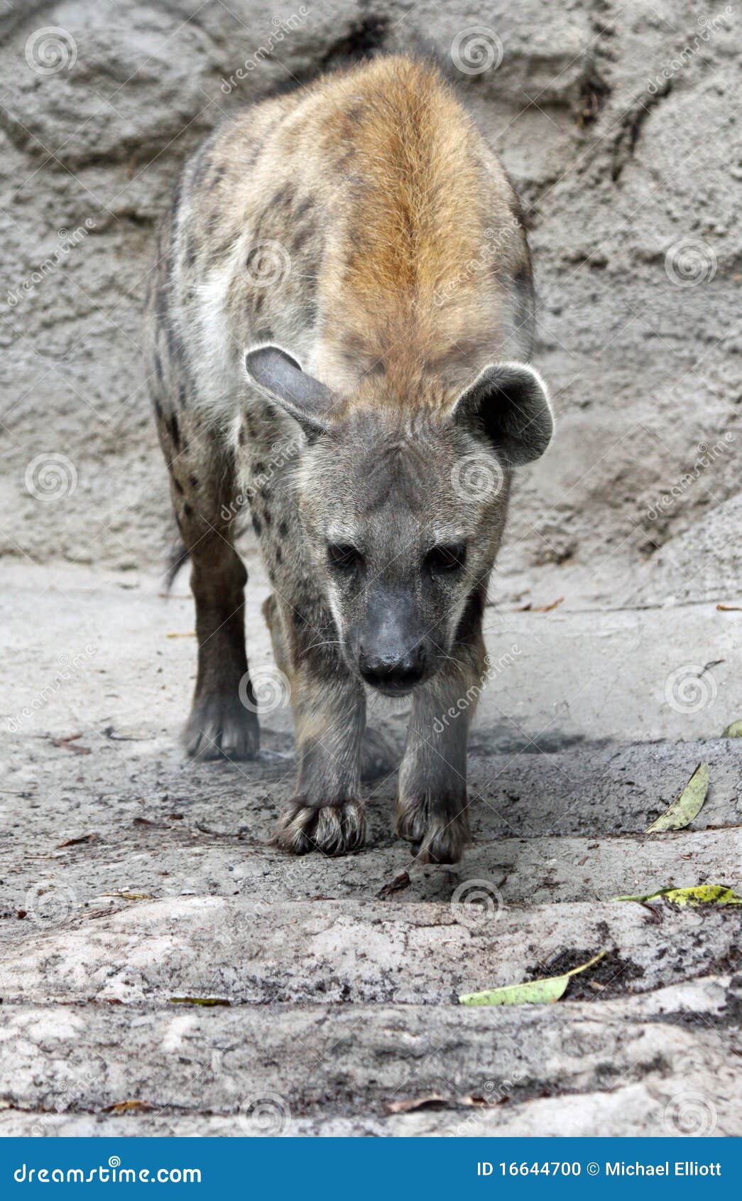 Hyena stock photo. Image of mephoto, carnivore, watching - 16644700