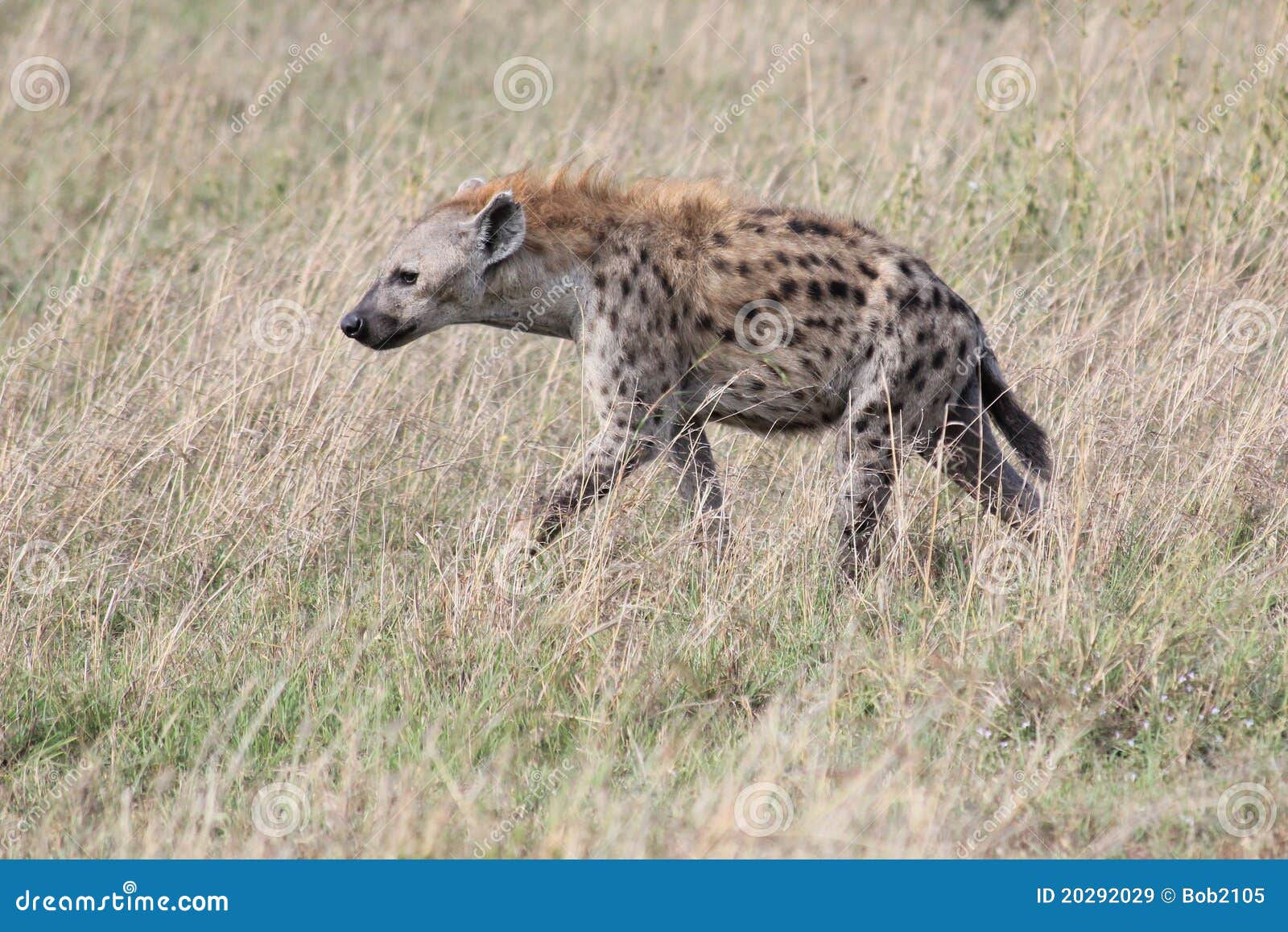 Hyena stock image. Image of mane, tanzania, hunt, skin - 20292029