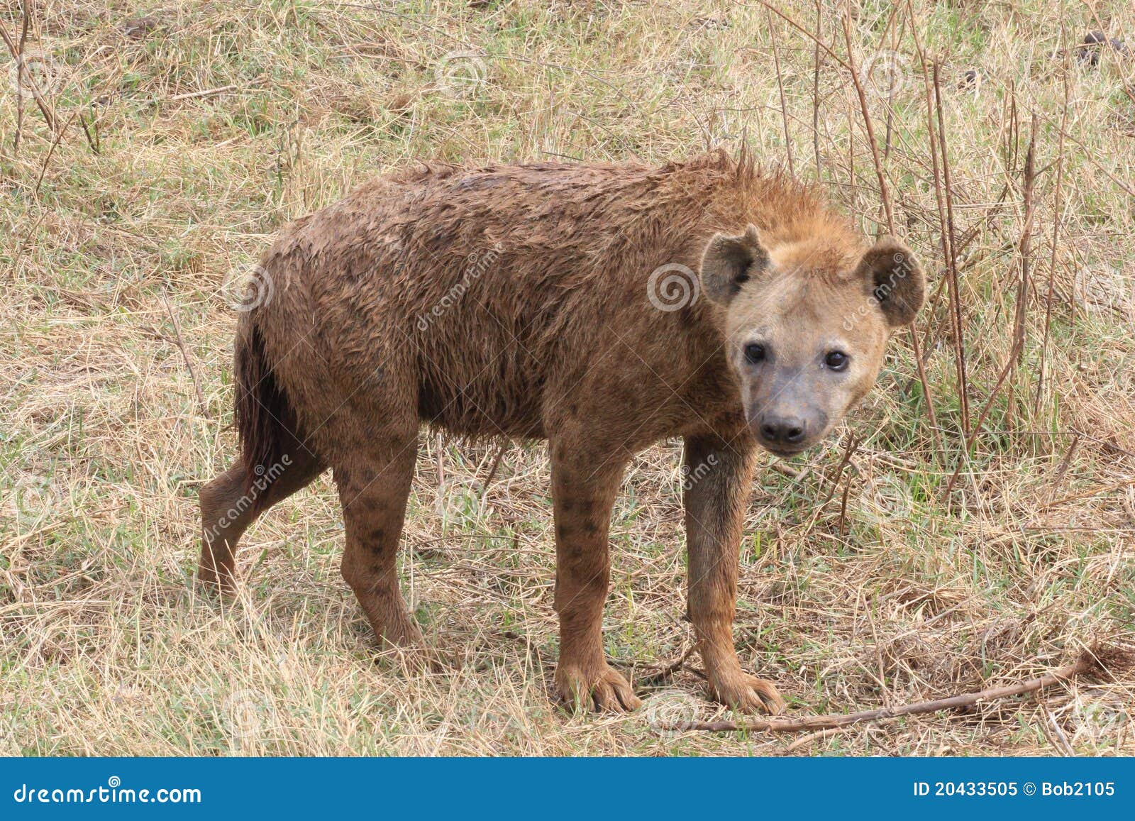 Hyena stock image. Image of hyena, hunt, skin, plains - 20433505