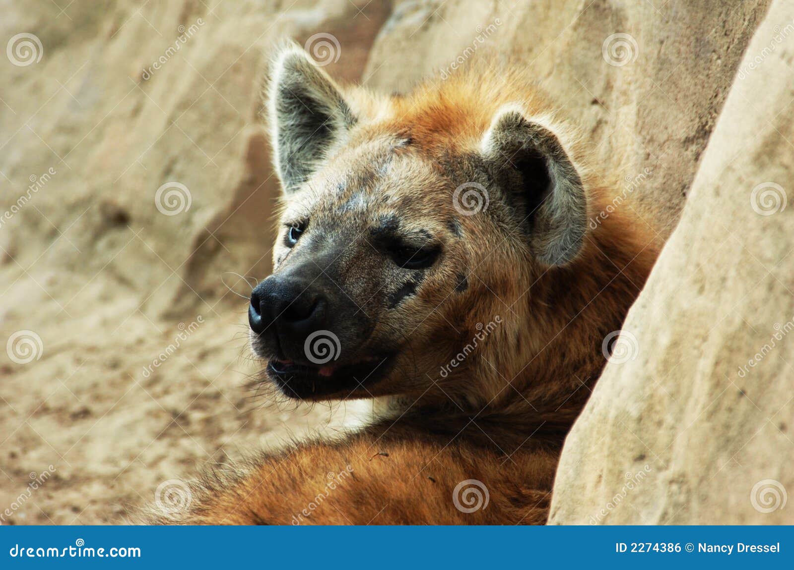Tired Hyena Royalty-Free Stock Photo | CartoonDealer.com #2056191