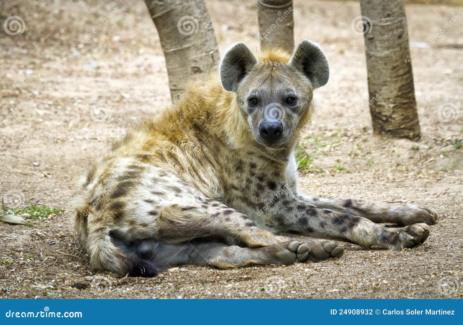 Hyena stock photo. Image of eyes, kenya, nature, hair - 24908932